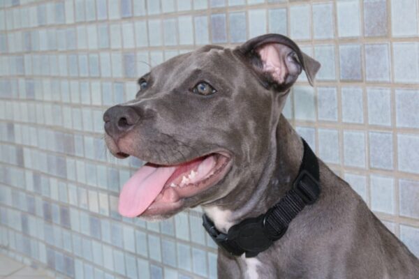 Information About Inbred Pitbulls