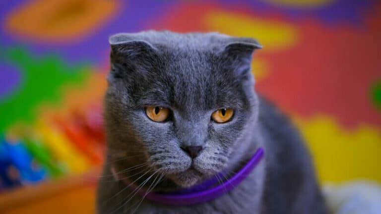 How to Sedate a Cat for Grooming