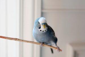 How To Get Rid Of Parakeet Mites