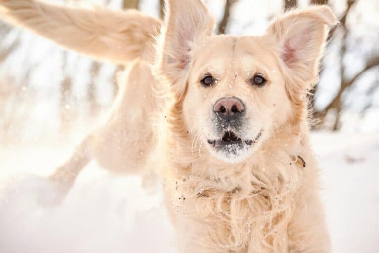 Do Light-Colored Dogs Have More Skin Problems?