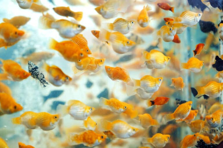 Facts About Molly Fish Pregnancy