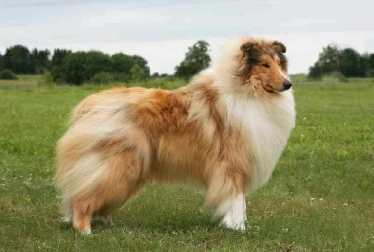 Collies vs. Shetland Sheepdogs