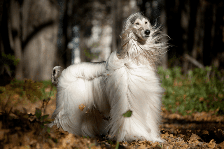 17 Skinny Dog Breeds with brilliant personality traits