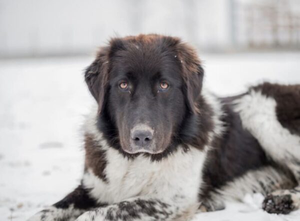 20 Best Grey Dog Breeds (Large, Medium & Small Breeds)