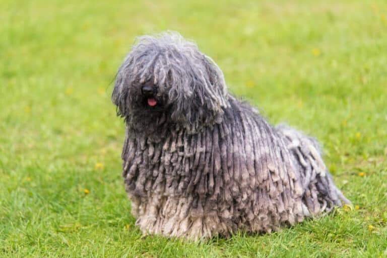 20 Best Grey Dog Breeds (Large, Medium & Small Breeds)