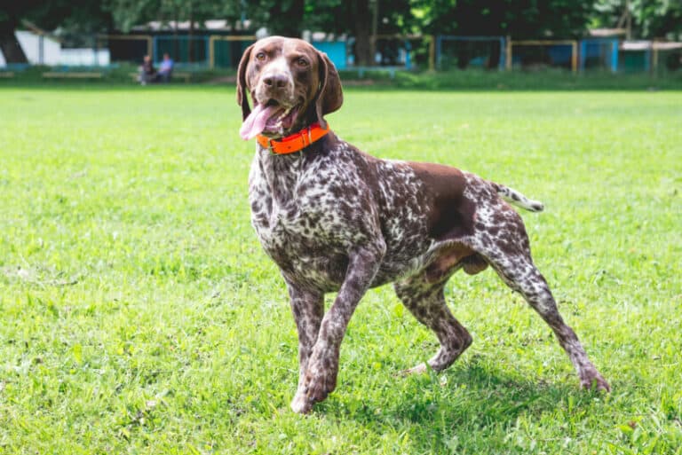 Top 20 Best Spotted Dog Breeds Revealed