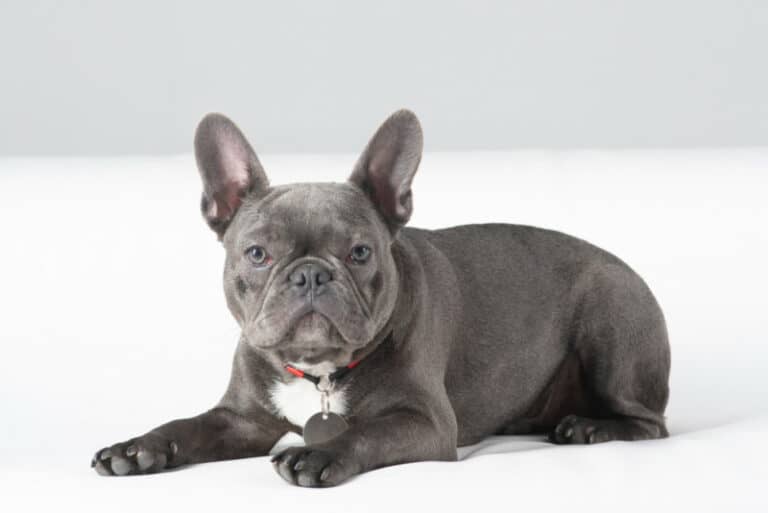 20 Best Grey Dog Breeds (Large, Medium & Small Breeds)