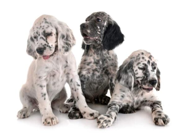 Top 20 Best Spotted Dog Breeds Revealed