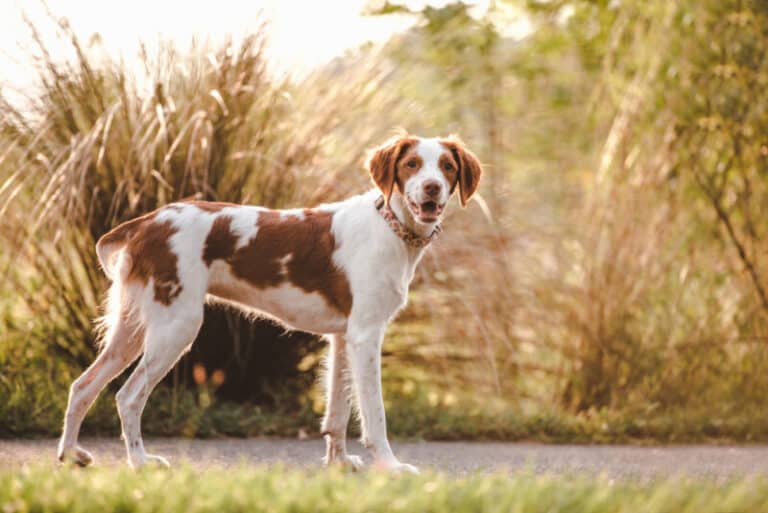 Top 20 Best Spotted Dog Breeds Revealed