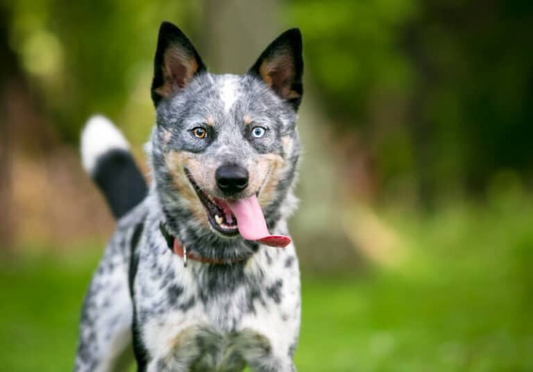 Top 20 Best Spotted Dog Breeds Revealed