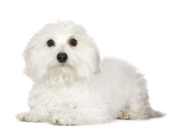 Top 13 Small White Dog Breeds
