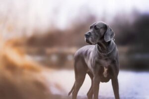 20 Best Grey Dog Breeds (Large, Medium & Small Breeds)