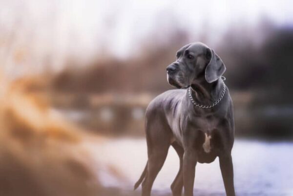 20 Best Grey Dog Breeds (Large, Medium & Small Breeds)