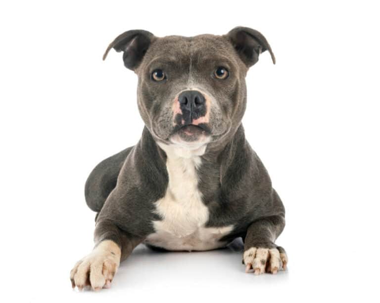 20 Best Grey Dog Breeds (Large, Medium & Small Breeds)
