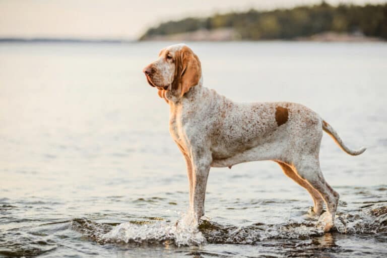 Top 20 Best Spotted Dog Breeds Revealed