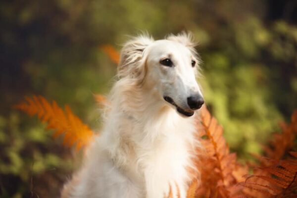 17 Skinny Dog Breeds with brilliant personality traits