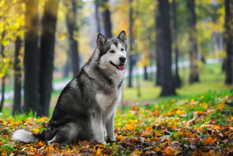 20 Best Grey Dog Breeds (Large, Medium & Small Breeds)