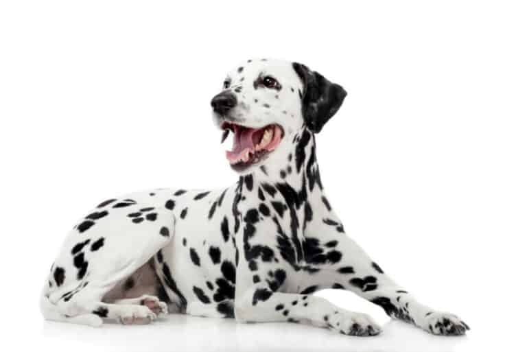 Top 20 Best Spotted Dog Breeds Revealed