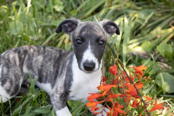 20 Best Grey Dog Breeds (Large, Medium & Small Breeds)