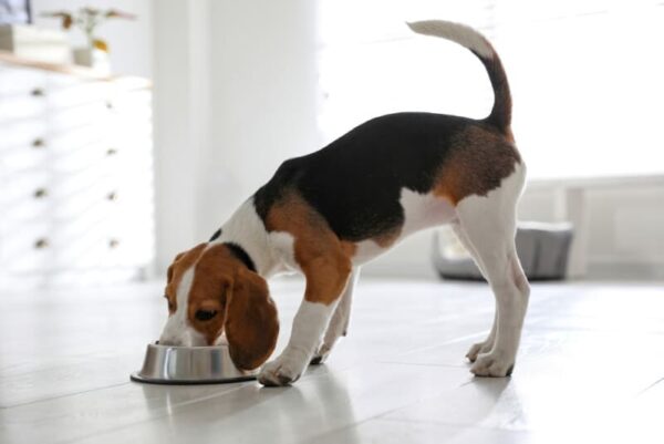 7 Foods That Solidify Dog Poop (In a Healthy Way)