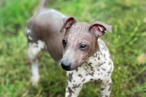 Top 20 Best Spotted Dog Breeds Revealed