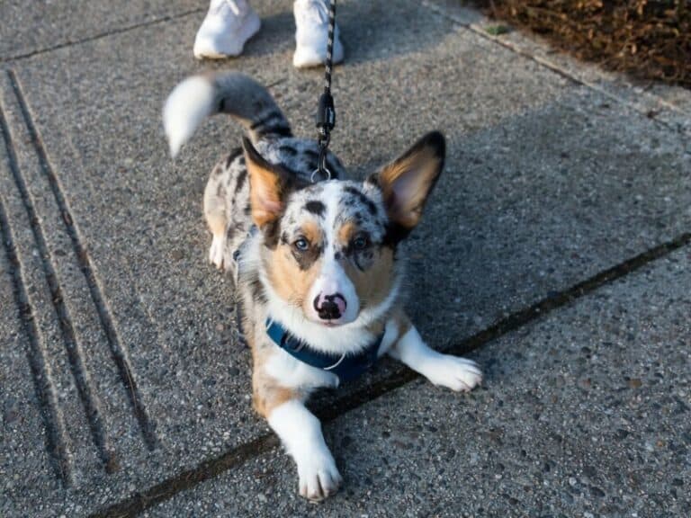 Top 20 Best Spotted Dog Breeds Revealed