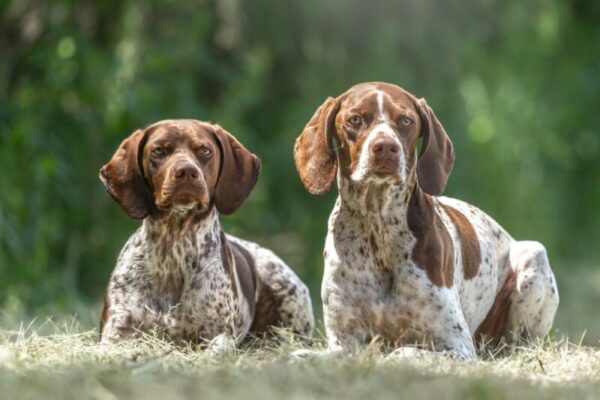 Top 20 Best Spotted Dog Breeds Revealed