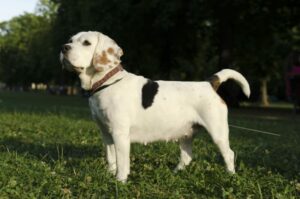 Top 20 Best Spotted Dog Breeds Revealed