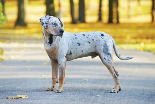 Top 20 Best Spotted Dog Breeds Revealed
