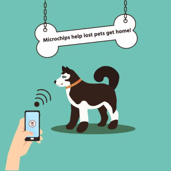 My Dog Has A Microchip From The Previous Owner - What Do I Do?