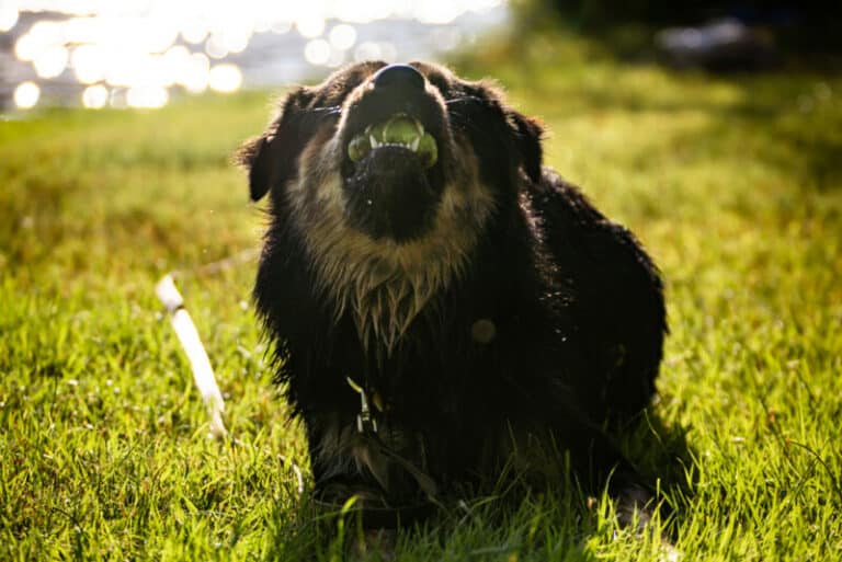 What to do if Your Dog Eats Part of a Tennis Ball