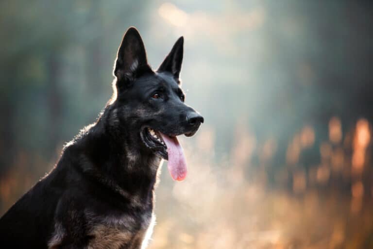 The 6 Different Types of German Shepherds