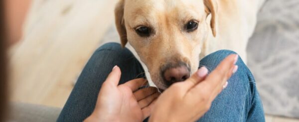 Dog Sniffing More Than Usual — What To Do?