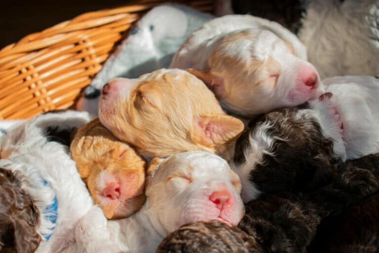 How Many Times a Year Can Dogs Have Pups?