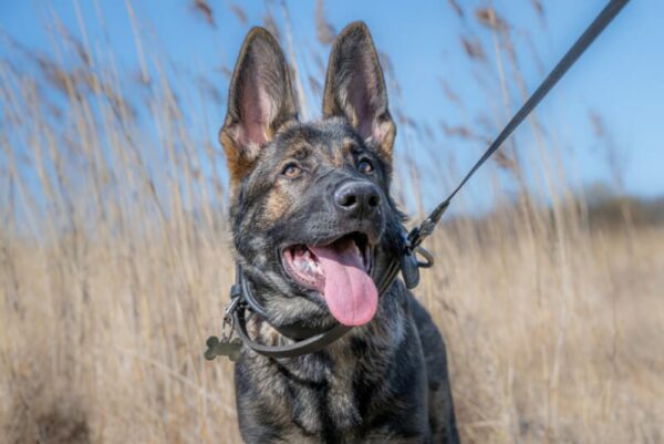 The 6 Different Types of German Shepherds