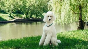 10 Best Poodle Grooming Styles
