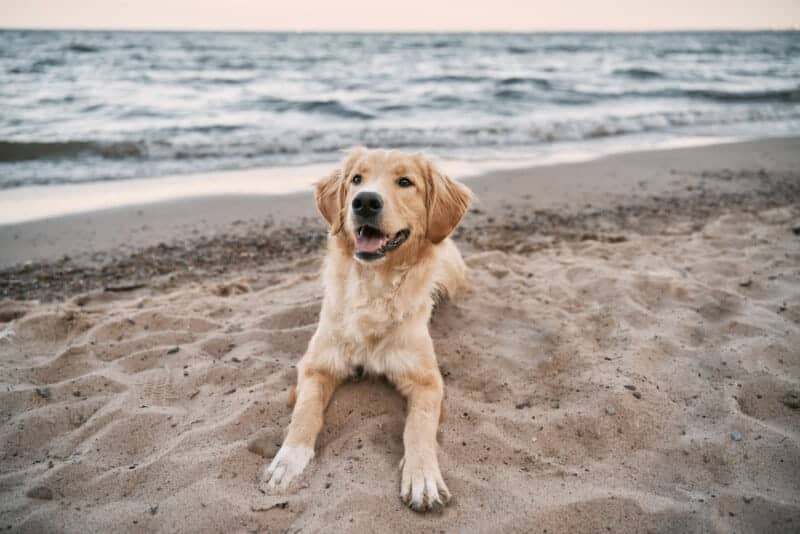 380 Awesome Nautical Dog Names 380 Awesome Nautical Dog Names
