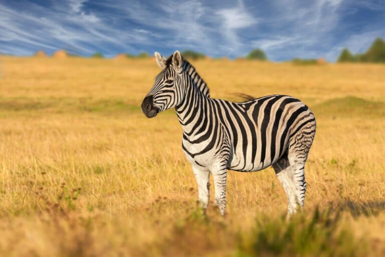 How Many Stripes Does A Zebra Have On Its Body?