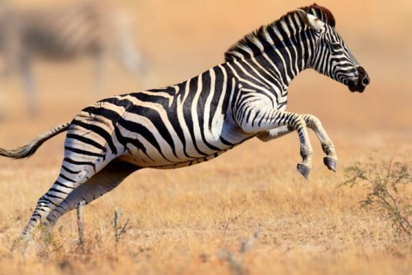 How Many Stripes Does A Zebra Have On Its Body?