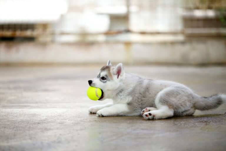 What to do if Your Dog Eats Part of a Tennis Ball