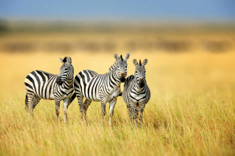Zebra vs Horse — What Are The Differences?