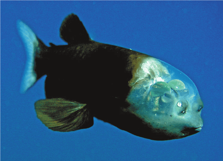 Top 13 of the Ugliest Fish in The World