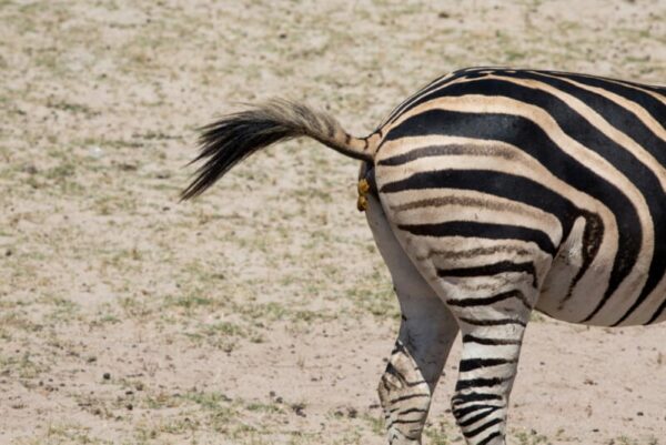 Zebra Poop – Everything You’ve Ever Wanted To Know