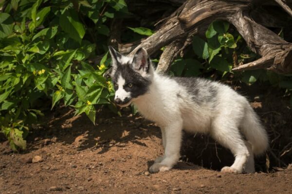 Canadian Marble Fox - Everything You Could Want to Know