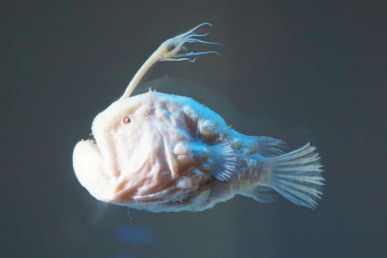 Top 13 of the Ugliest Fish in The World