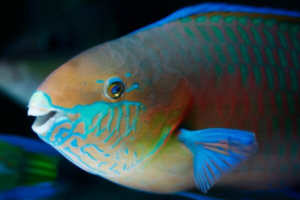 Top 10 Cutest Fish