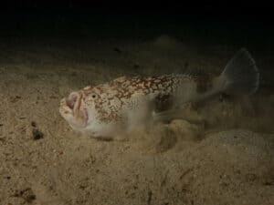 Top 13 of the Ugliest Fish in The World