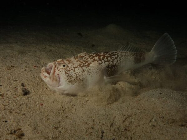 Top 13 of the Ugliest Fish in The World