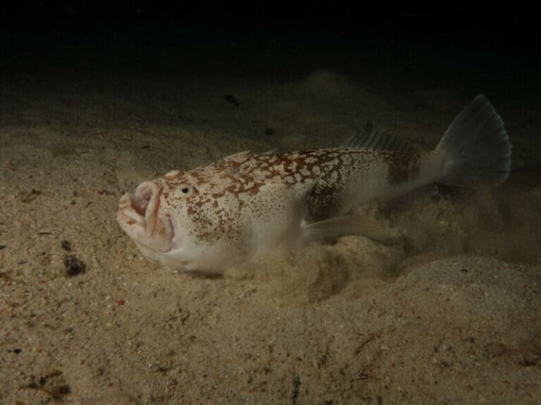 Top 13 of the Ugliest Fish in The World