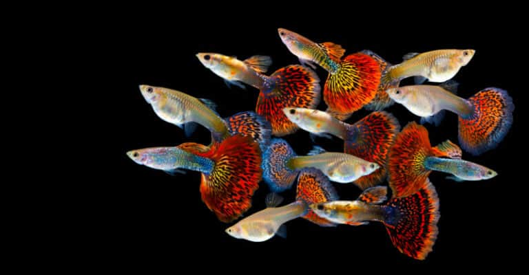 Top 10 Cutest Fish